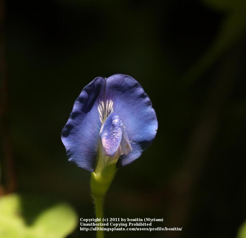 Photo of the bloom of Blue Oxalis (Parochetus communis) posted by ...