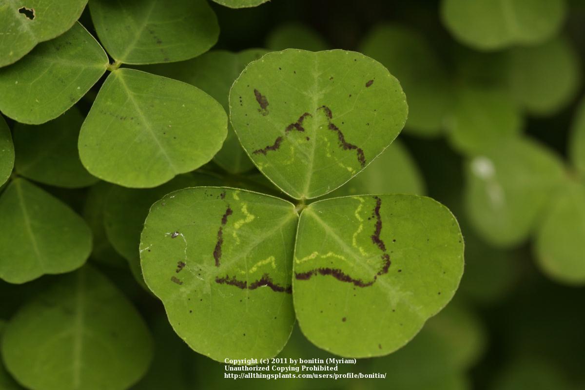 Blue Oxalis (Parochetus communis) - Garden.org