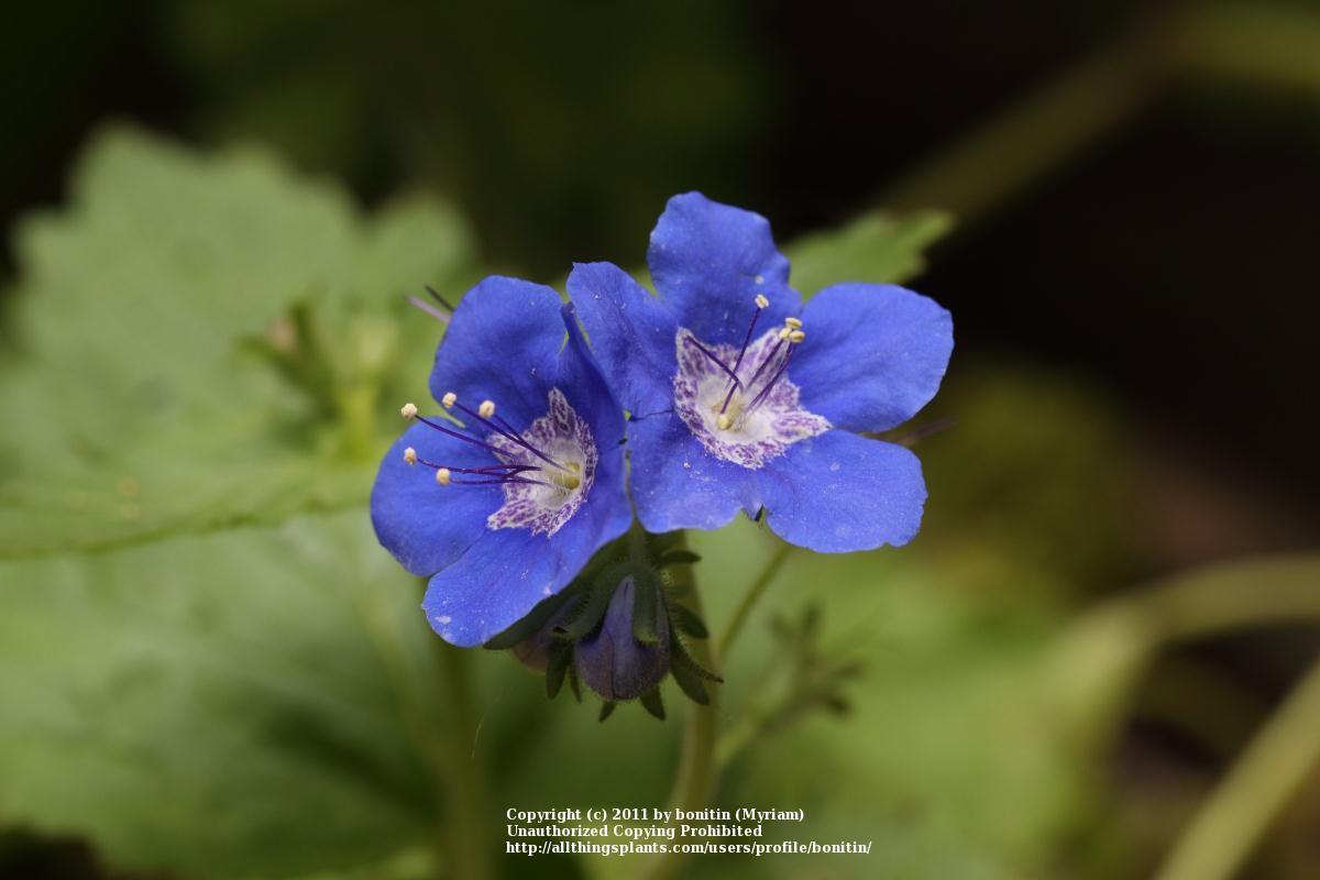 Photo of the bloom of Sticky Phacelia (Phacelia viscida) posted by ...