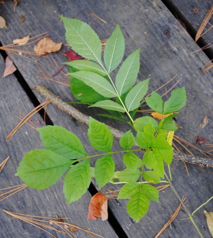 Northern Treasure Ash (Fraxinus 'Northern Treasure') - Garden.org