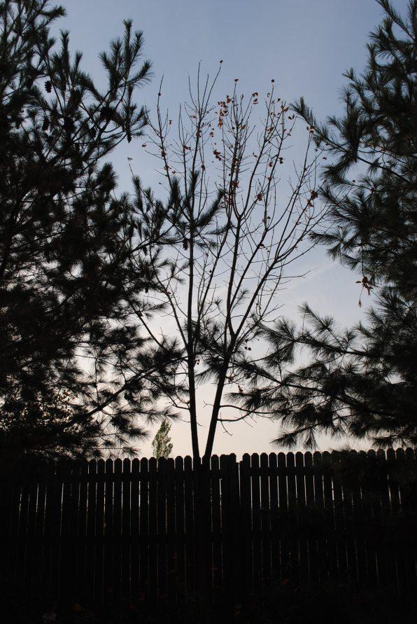 Photo of the stem, scape, stalk or bark of Northern Treasure Ash ...