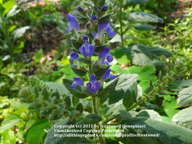 Photo of the entire plant of Heart-Leaved Skullcap (Scutellaria ovata ...