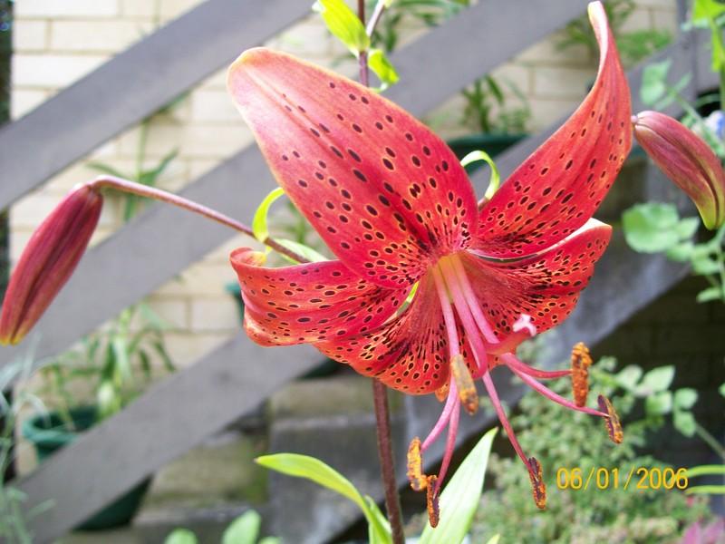 Photo of the bloom of Lily (Lilium 'Rascal') posted by gwhizz - Garden.org