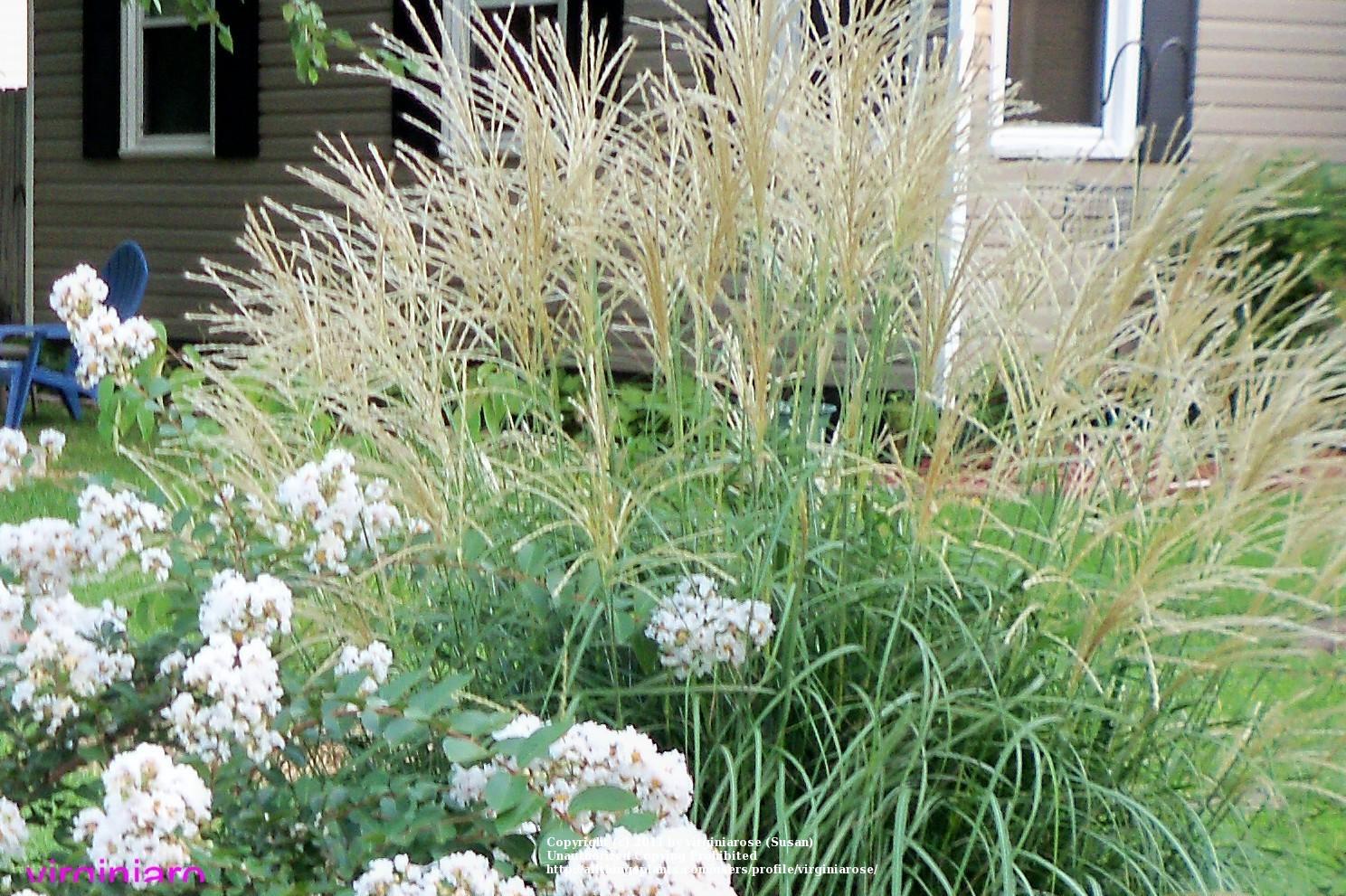 Photo of the bloom of Dwarf Maiden Grass (Miscanthus sinensis 'Yaku Jima') posted by ...
