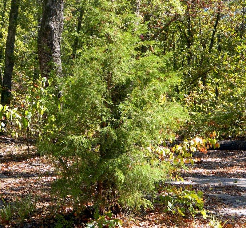 All About the Eastern Red Cedar - Garden.org