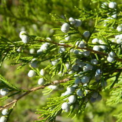 All About the Eastern Red Cedar - Garden.org