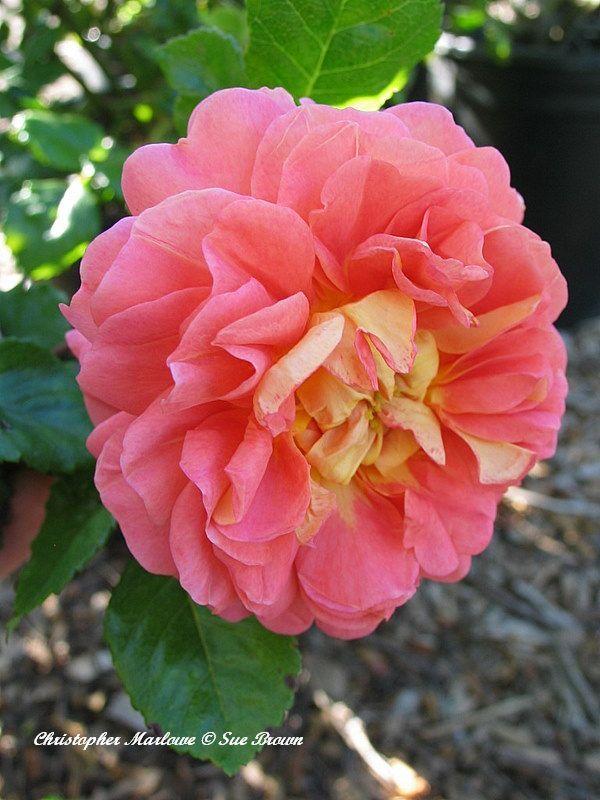 Photo of the bloom of Rose (Rosa 'Christopher Marlowe') posted by Calif ...