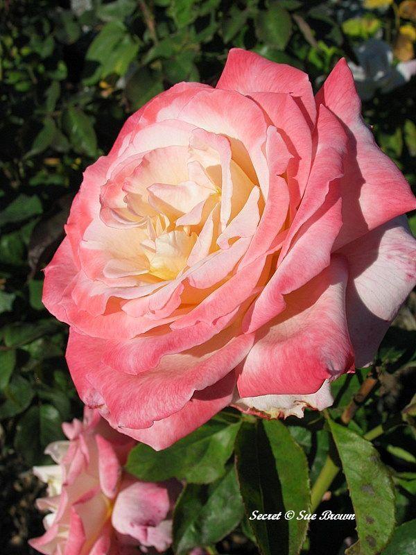 Photo of the bloom of Rose (Rosa 'Secret') posted by Calif_Sue - Garden.org