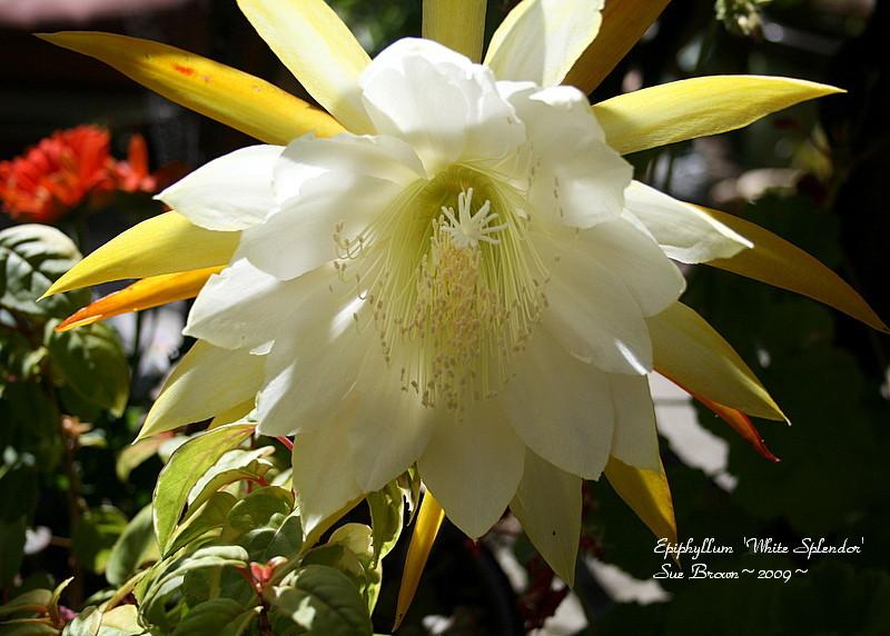 Photo of the bloom of Hybrid Epiphyllum (Epiphyllum 'White Splendor ...