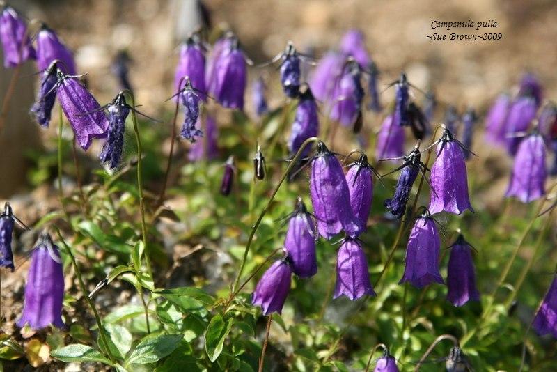 Bellflower (Campanula pulla) in the Bellflowers Database - Garden.org