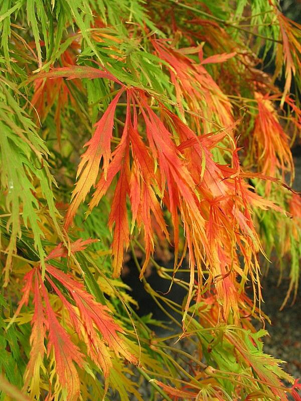 Cutleaf Japanese Maple (Acer palmatum 'Sekimori') - Garden.org