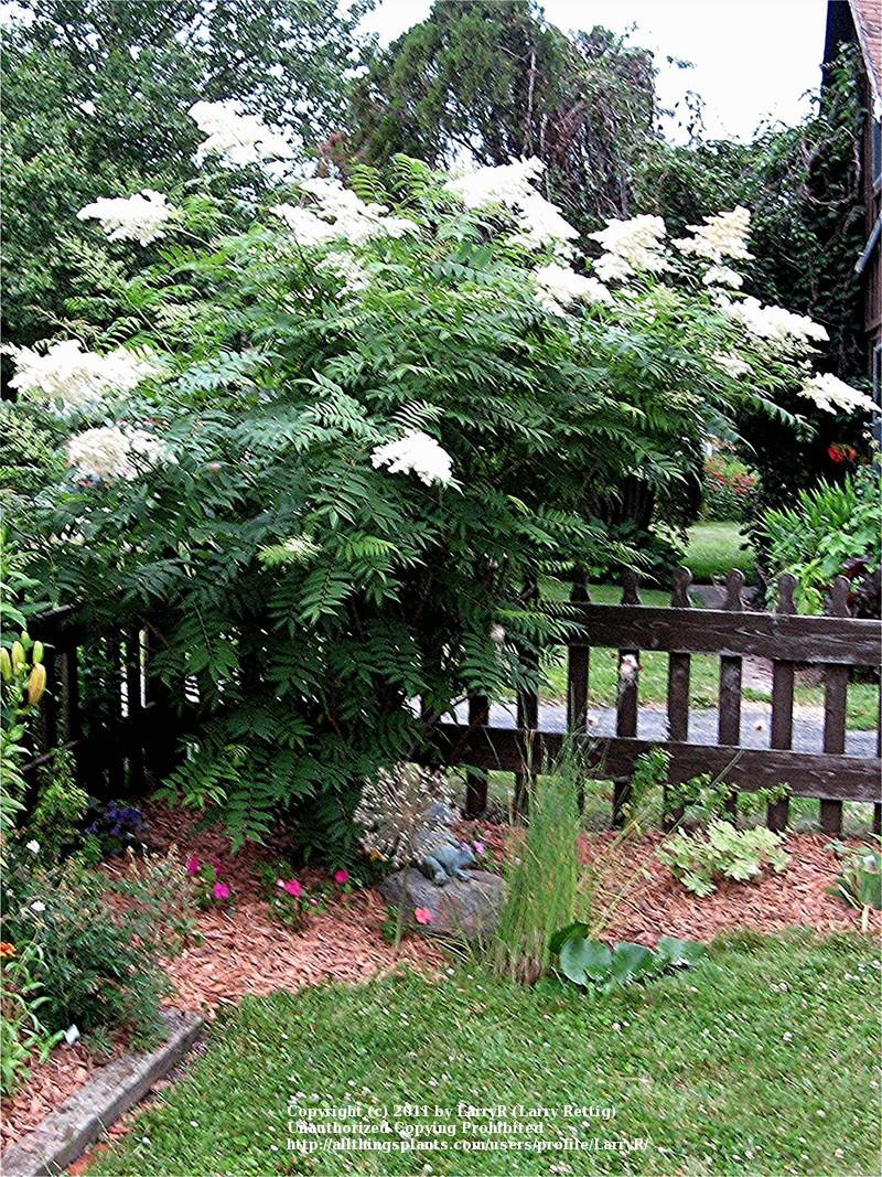 Photo of the entire plant of Ural False Spiraea (Sorbaria sorbifolia ...