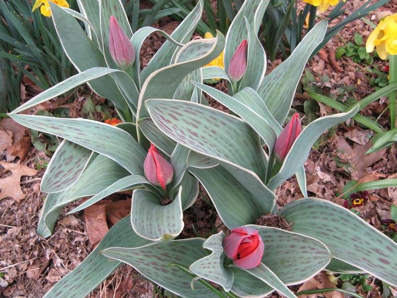 Photo of the closeup of buds, sepals and receptacles of Tulip (Tulipa ...