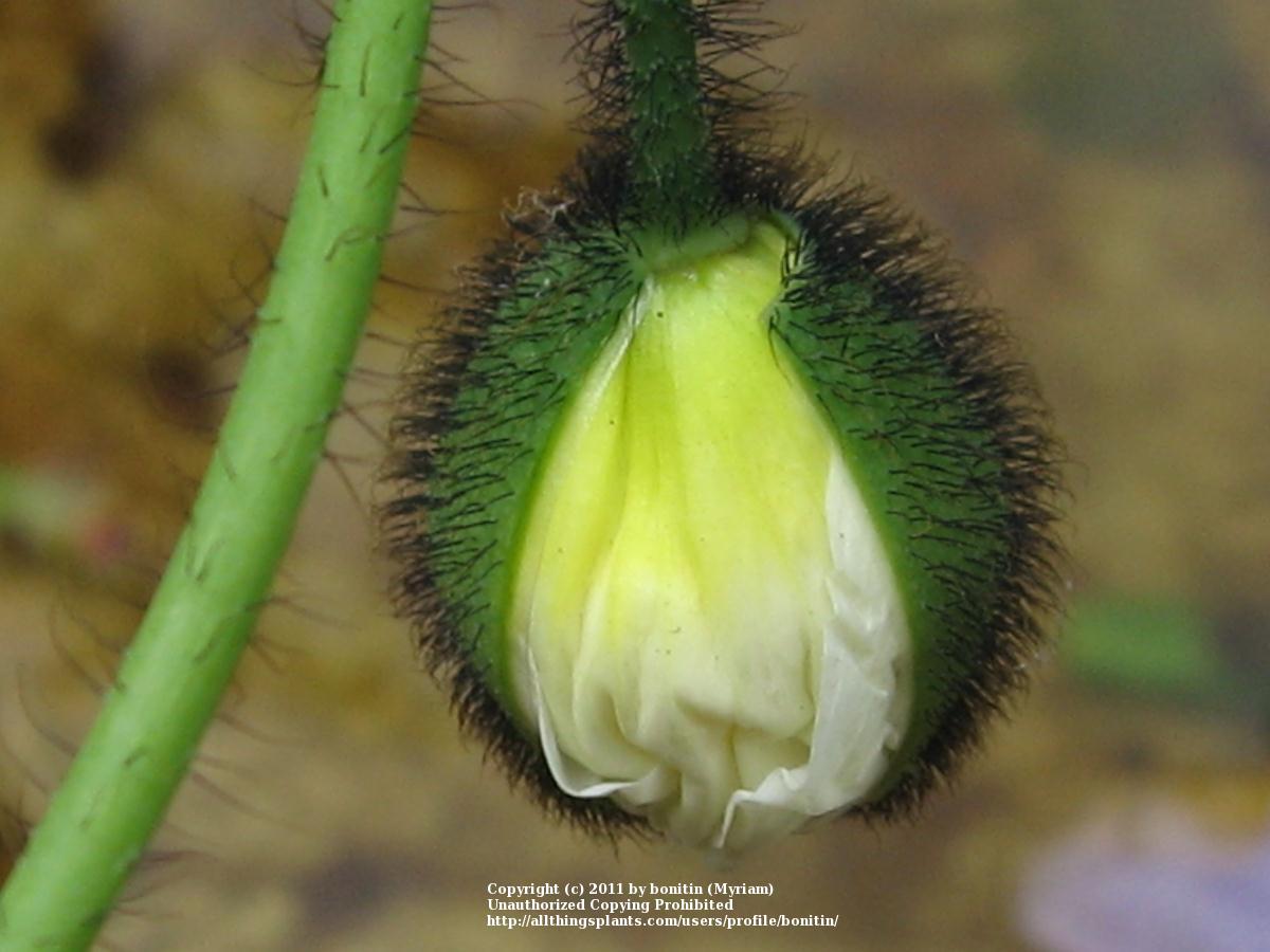 Poppy (Papaver nudicaule Spring Fever® White) in the Poppies Database ...