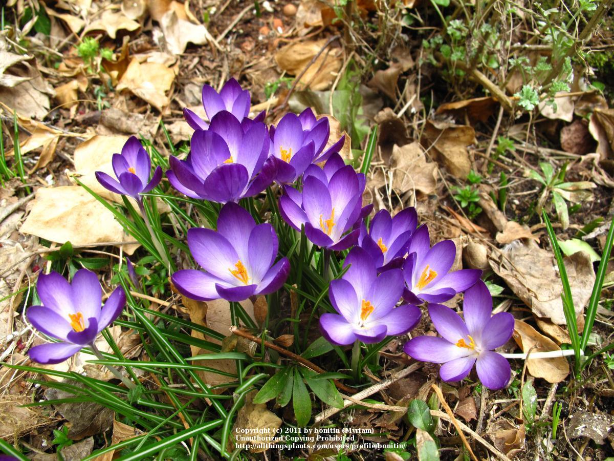 Crocus: Plant Care and Collection of Varieties - Garden.org