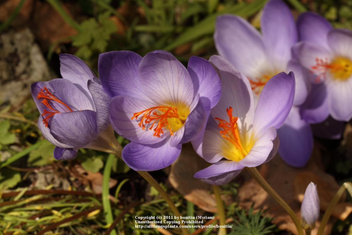 Photo of the bloom of Autumn Crocus (Crocus speciosus 'Conqueror ...