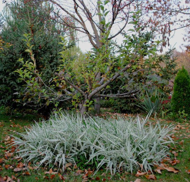 Variegated Purple Moor Grass (Molinia caerulea 'Variegata') - Garden.org