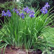 The Main Plant entry for Irises (Iris) - Garden.org