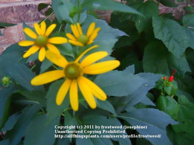 Photo of the bloom of Cutleaf Coneflower (Rudbeckia laciniata) posted ...