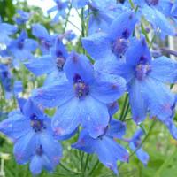 Photo of the bloom of Dwarf Chinese Delphinium (Delphinium grandiflorum 'Blue Butterfly') posted ...