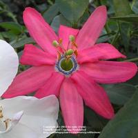 Pink Passionflower Vine (Passiflora jamesonii 'Coral Seas') - Garden.org