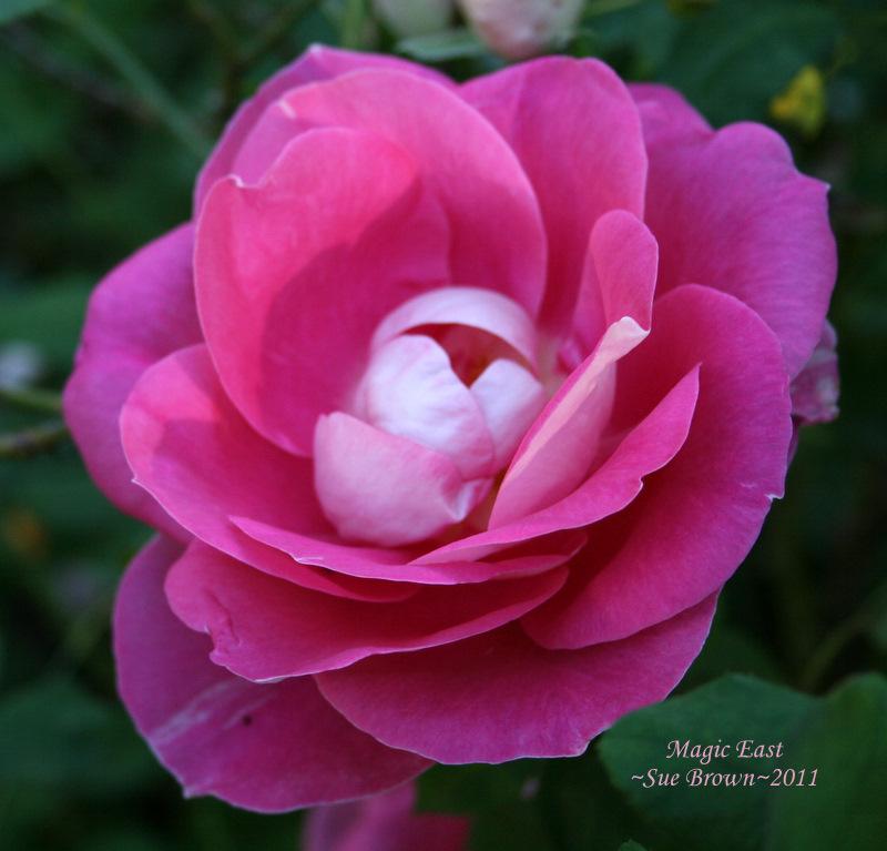 Photo of the bloom of Rose (Rosa 'Magic East') posted by Calif_Sue ...