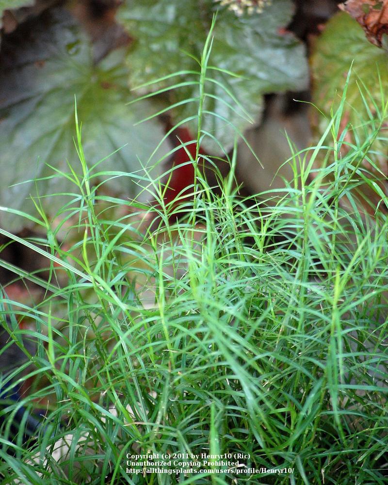 Miniature Palm Sedge (Carex muskingumensis 'Little Midge') in the ...