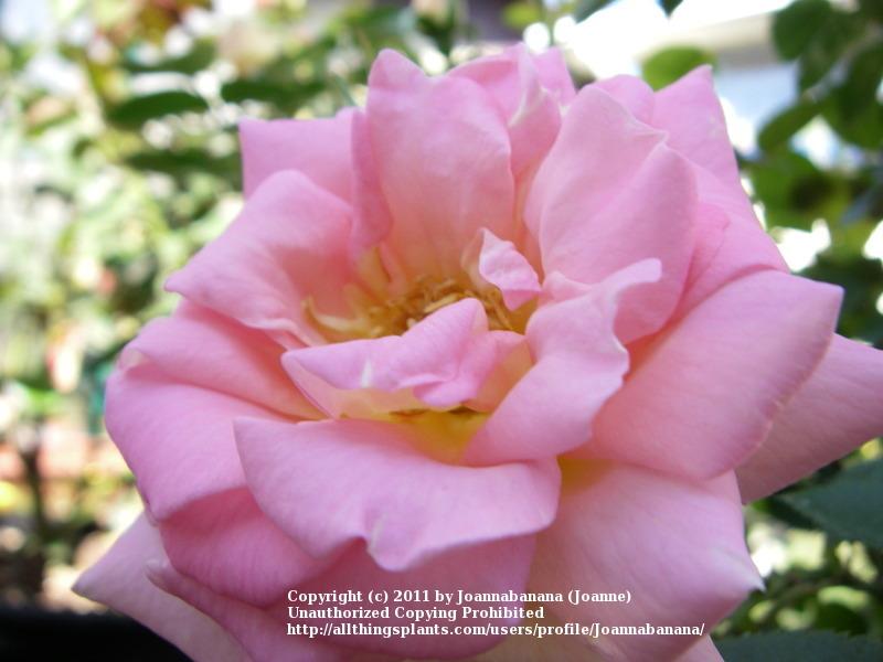 Rose (Rosa 'Marie-Victorin') in the Roses Database - Garden.org