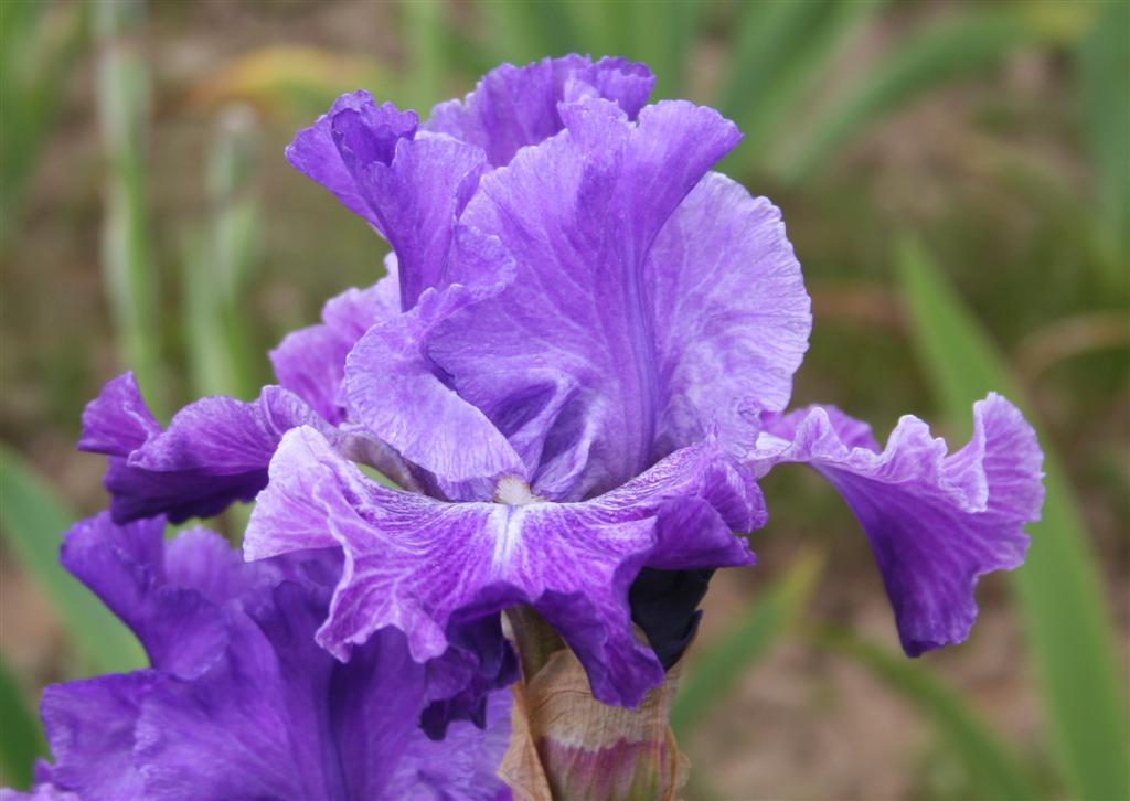 Tall Bearded Iris (Iris 'Psychic') in the Irises Database - Garden.org