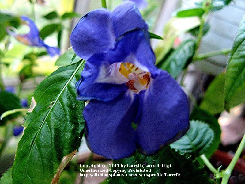Blue Diamond Impatiens (Impatiens namchabarwensis) - Garden.org