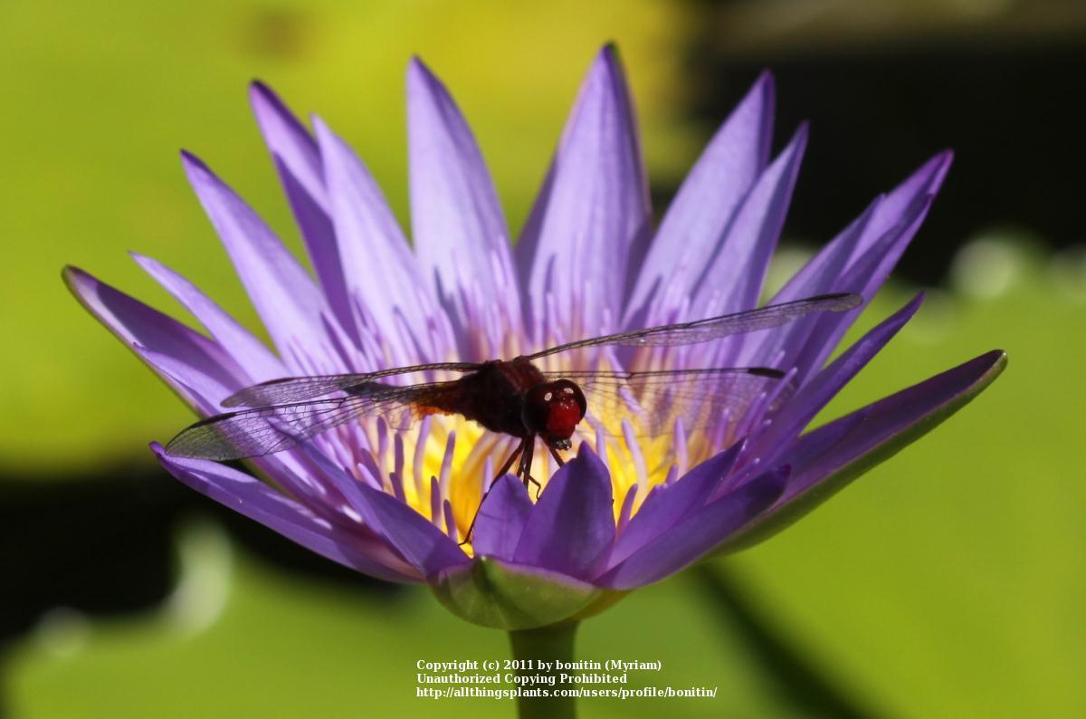 Nymphaeas: Plant Care and Collection of Varieties - Garden.org