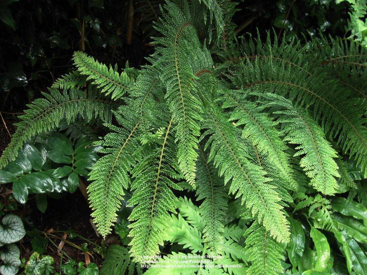 Soft-shield Fern (Polystichum setiferum 'Herrenhausen') - Garden.org