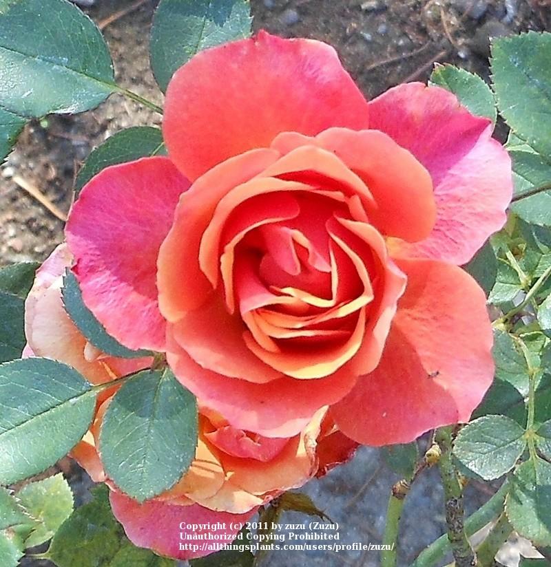 Photo of the bloom of Rose (Rosa 'Denver's Dream') posted by zuzu ...