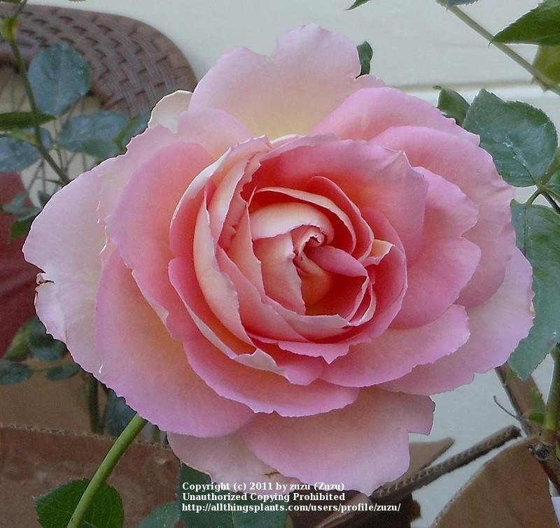 Rose (Rosa 'Summer Rainbow') in the Roses Database - Garden.org