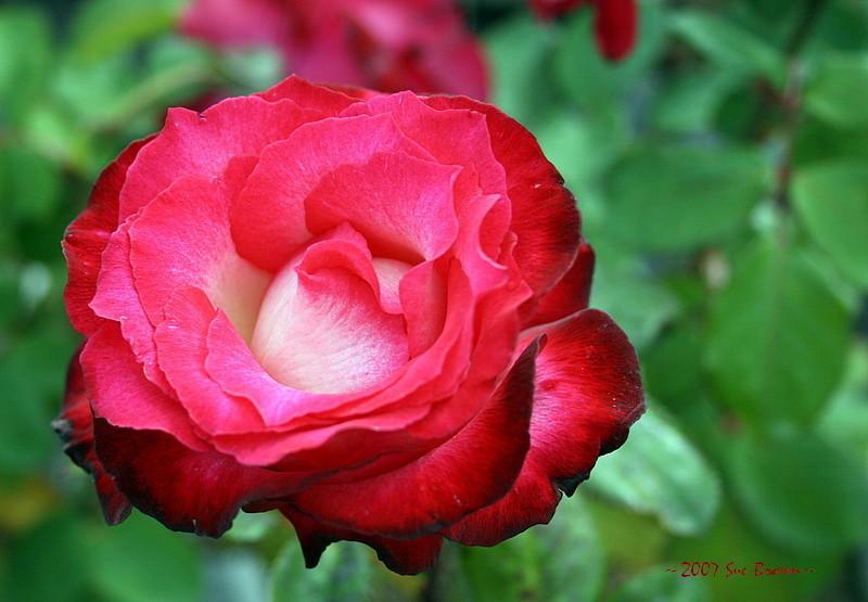 Photo of the bloom of Rose (Rosa 'Pinnacle') posted by Calif_Sue ...