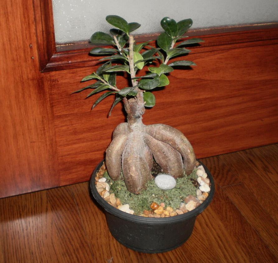 Adeniums: Plant Care and Collection of Varieties - Garden.org