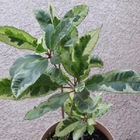 Croton (Codiaeum variegatum 'Andrew') in the Crotons Database - Garden.org