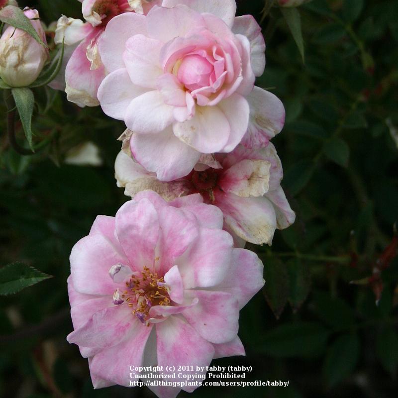 Photo of the bloom of Rose (Rosa 'Baby Betsy McCall') posted by tabby ...