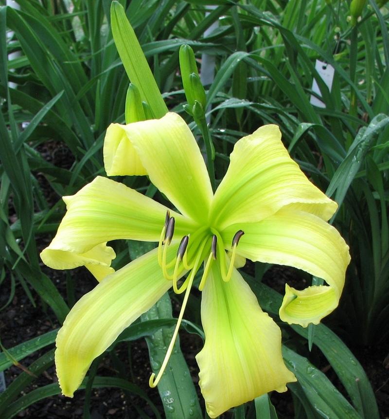 Photo of the bloom of Daylily (Hemerocallis 'Spider Miracle') posted by ...