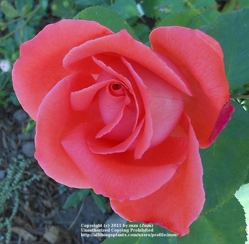 Rose (Rosa 'Caprice 1934') in the Roses Database - Garden.org