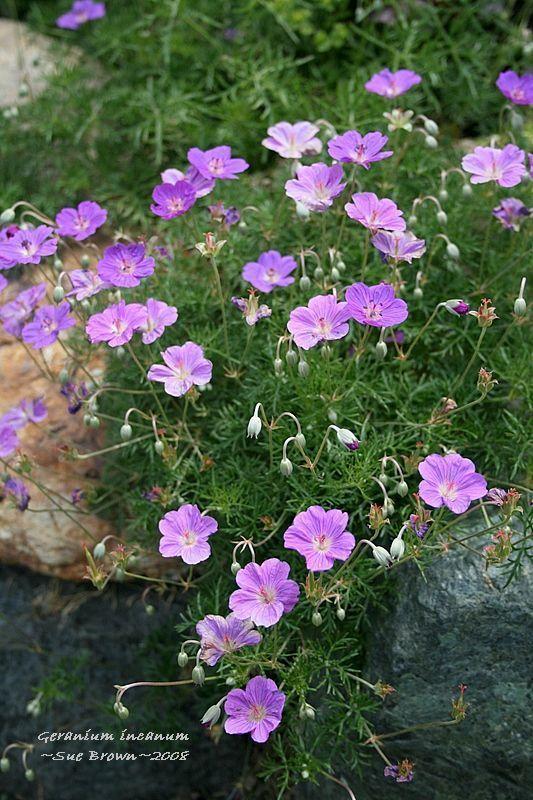 Photo of the entire plant of Carpet Geranium (Geranium incanum) posted ...