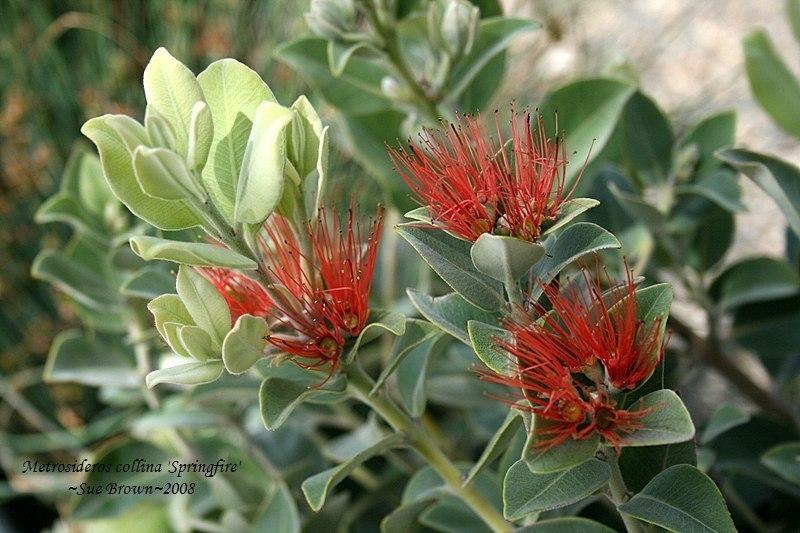 Photo of the bloom of Metrosideros (Metrosideros collina 'Springfire ...