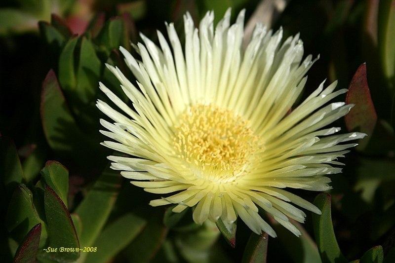 Ice Plant (Lampranthus glaucus) - Garden.org