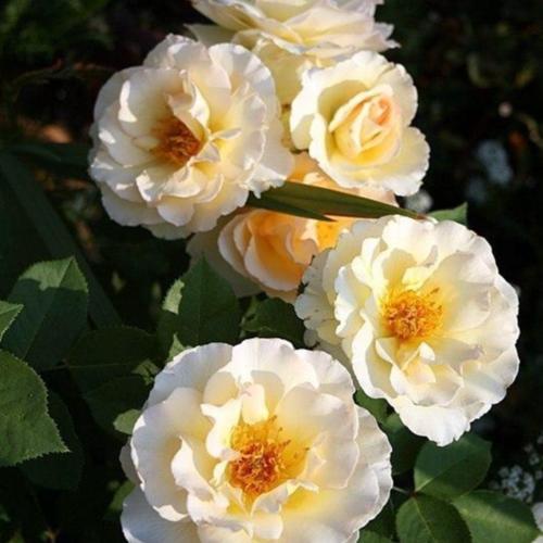 Rose (Rosa 'Grand Prize') in the Roses Database - Garden.org