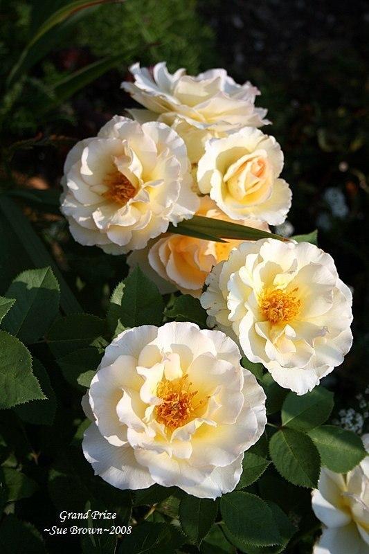 Rose (Rosa 'Grand Prize') in the Roses Database - Garden.org