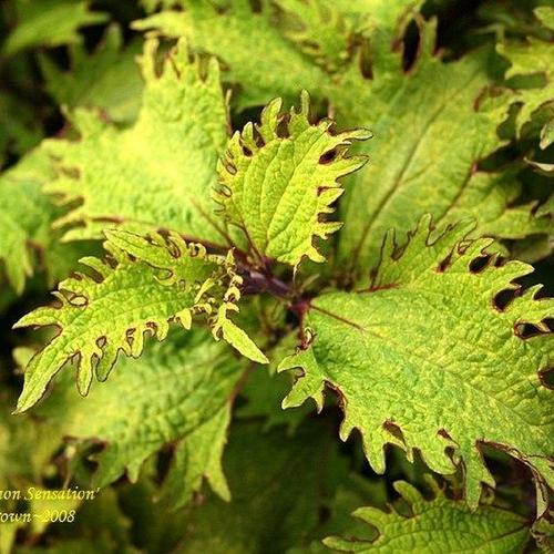 Coleus (Coleus scutellarioides 'Lemon Sunsation') in the Coleus ...
