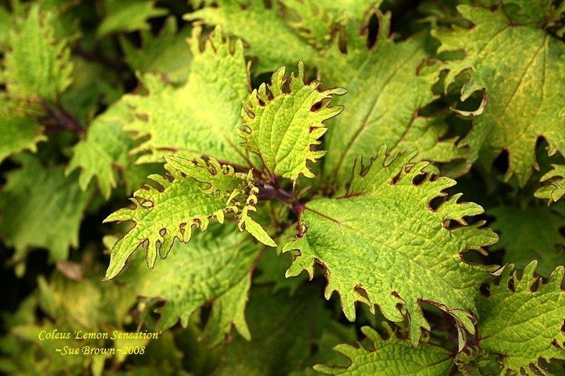 Coleus (Coleus scutellarioides 'Lemon Sunsation') in the Coleus ...