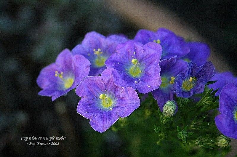 Cup Flower (Nierembergia scoparia 'Purple Robe') - Garden.org