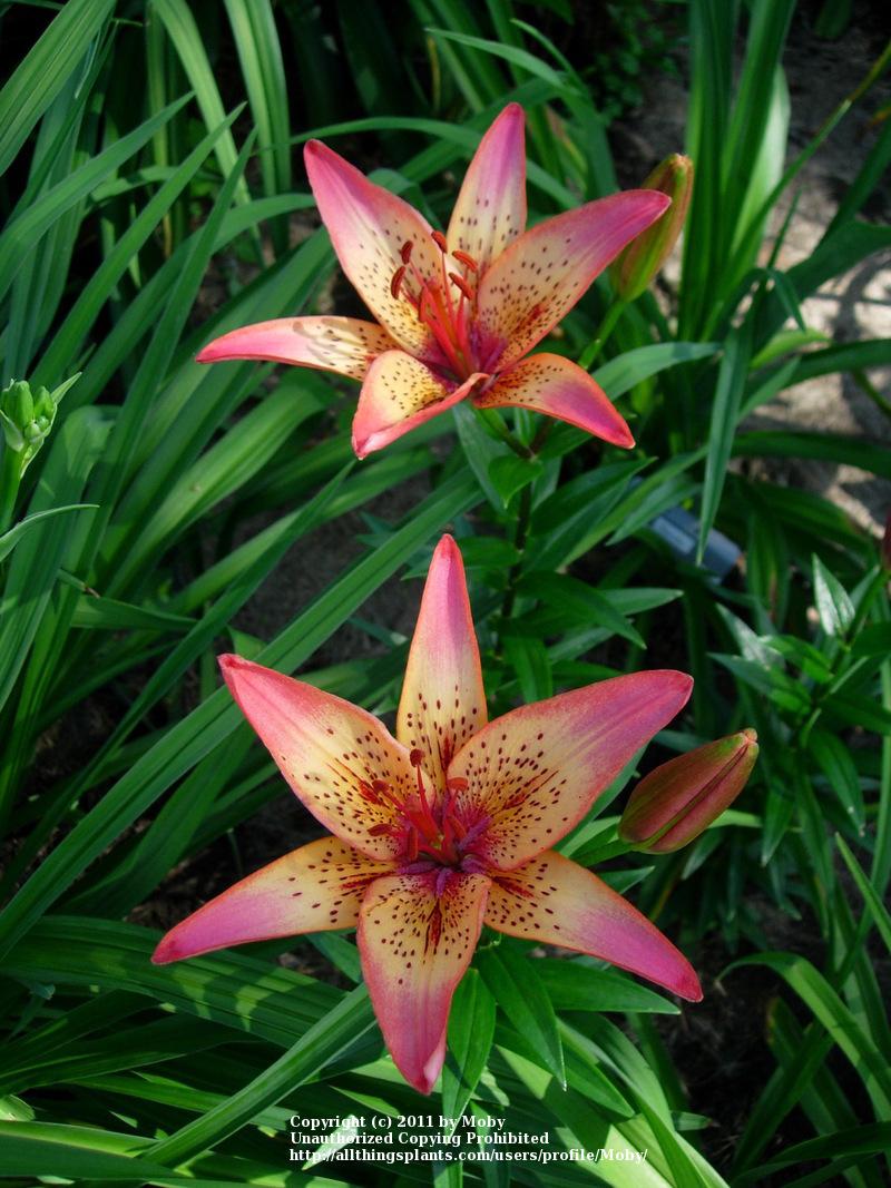 Photo of the bloom of Lily (Lilium 'Parfait Frost') posted by Moby ...