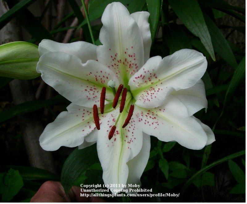 Lily (Lilium 'Early Rose') in the Lilies Database - Garden.org